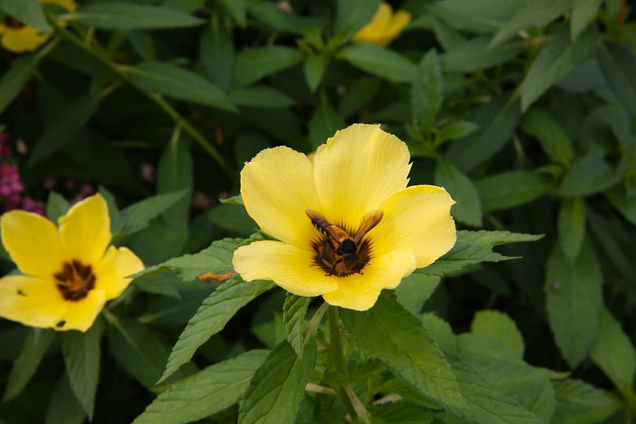 The Benefits of Turnera Subulata - Asian Agri