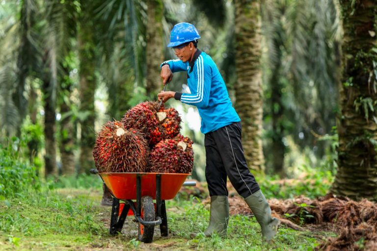 Community Shared Value | Independent Smallholders Indonesia | Palm Oil Mill