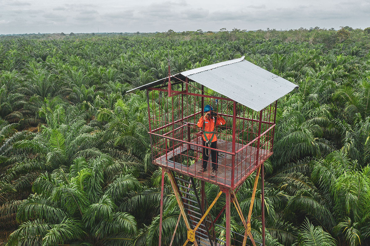 Sustainable Palm Oil Plantations Indonesia Processing Palm Oil
